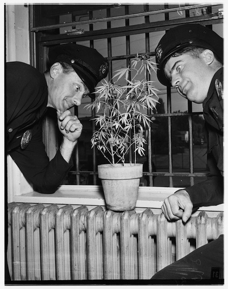 Los Angeles: clueless about pot then and now