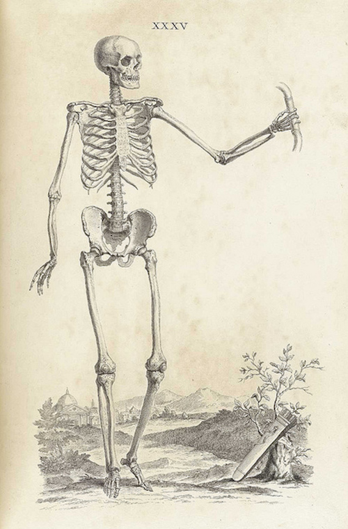 Skeletal remains: The first accurate representation of ‘The Anatomy of ...