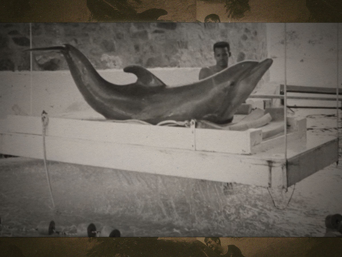 When NASA funded a woman to have sex with a dolphin