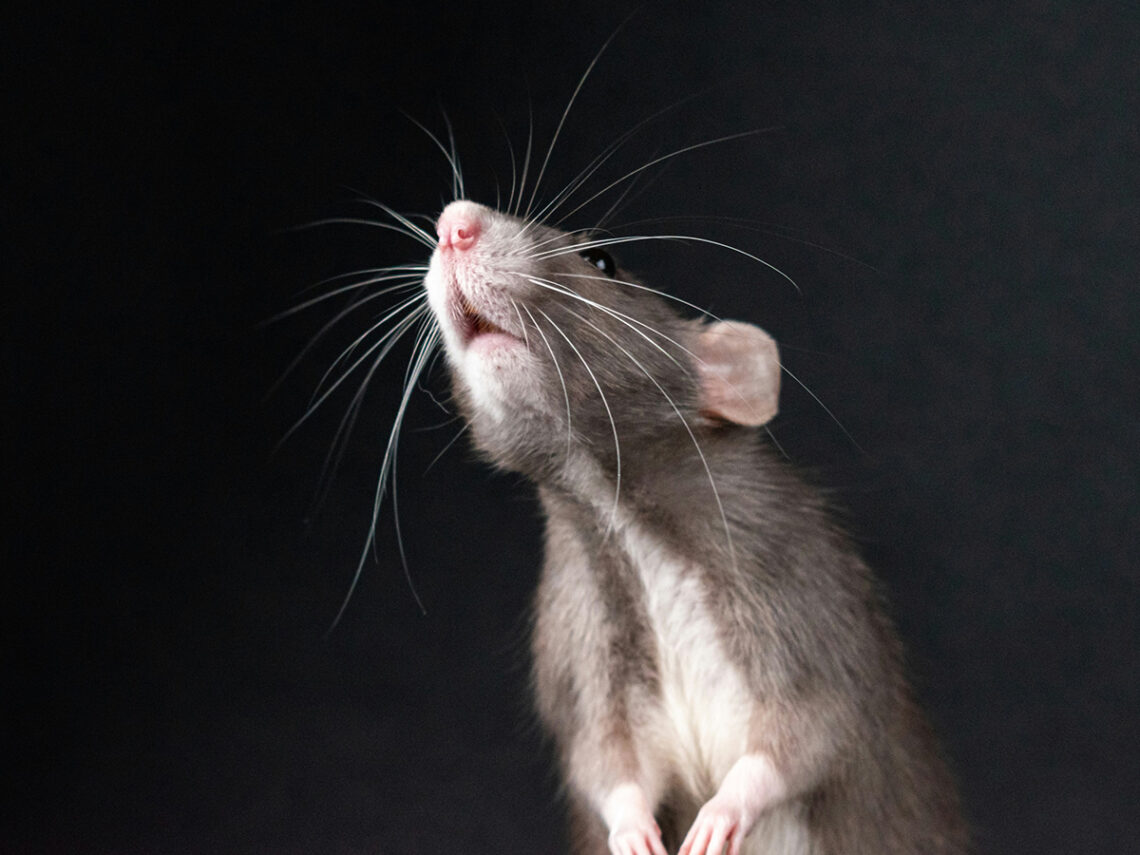 The most depraved experiment in human history: