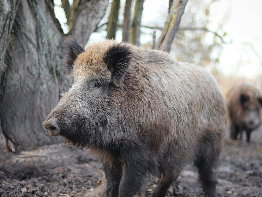 Japanese radioactive pig-boars explained by science