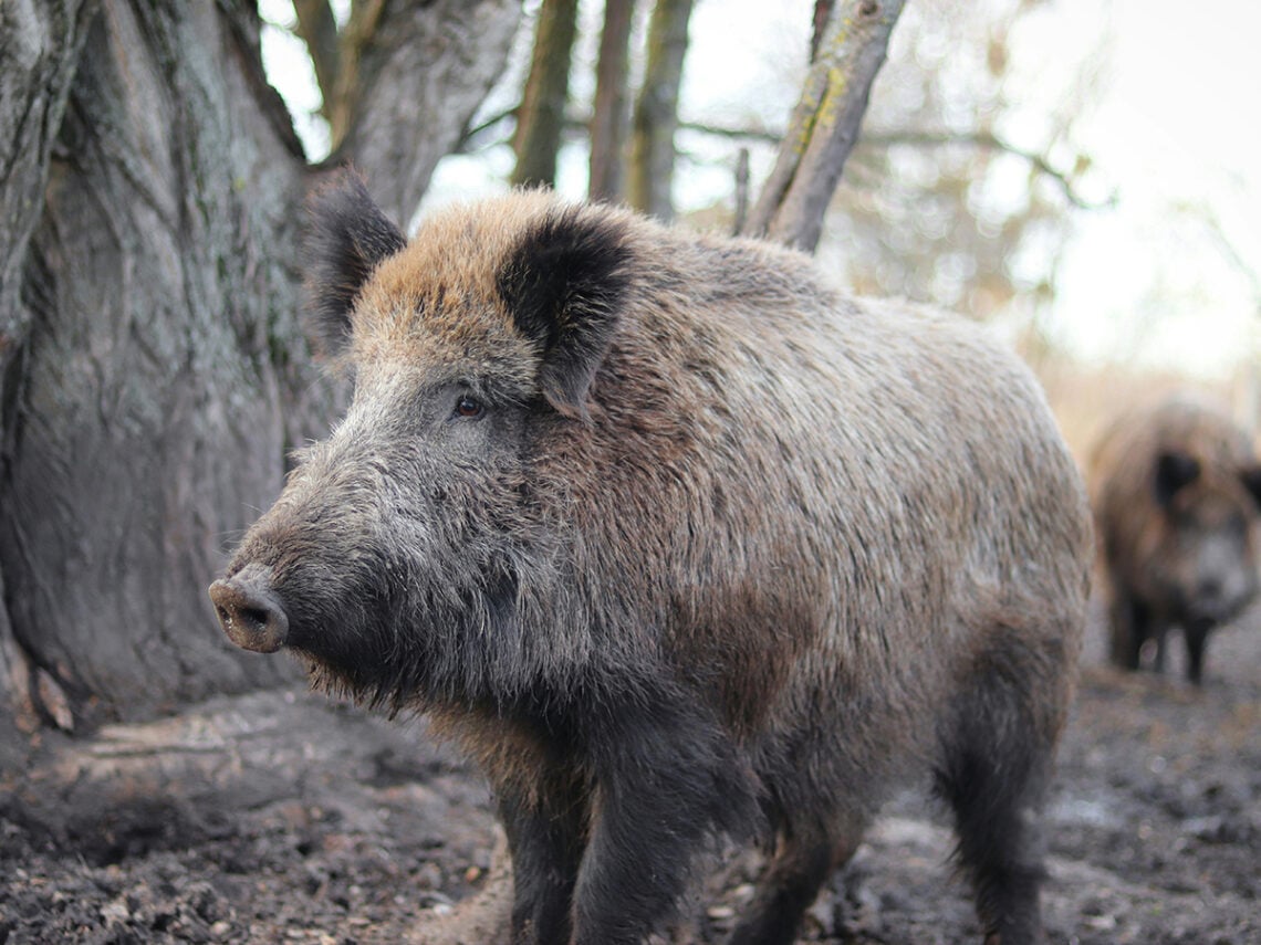 Japanese radioactive pig-boars explained by science