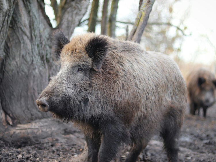Japanese radioactive pig-boars explained by science