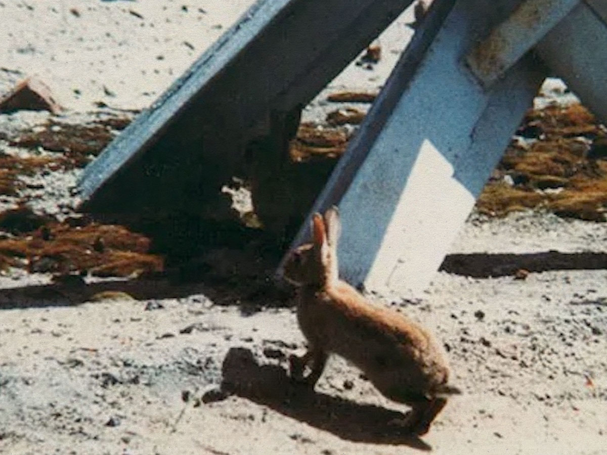The warren of rabbits that made the Berlin Wall its home