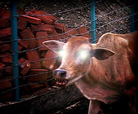Apocalypse cow: Red-haired heifer predicts end of world