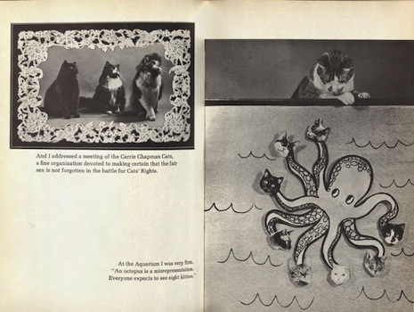 Mourka the dancing cat, pre-Internet trailblazer for today’s ...